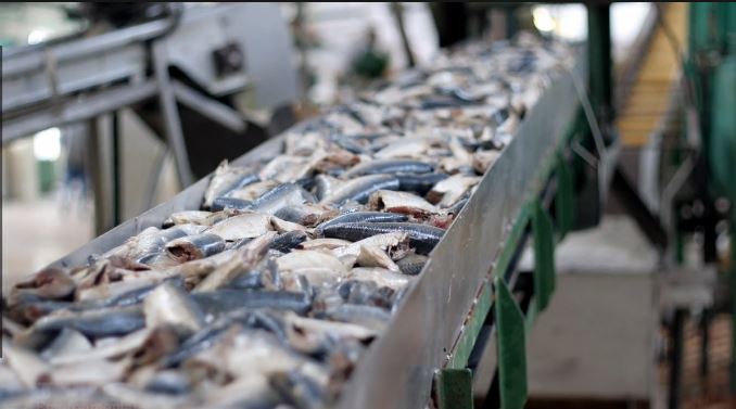 Industrial Fish Grinder makes a Meal Out of Fish Processing Waste